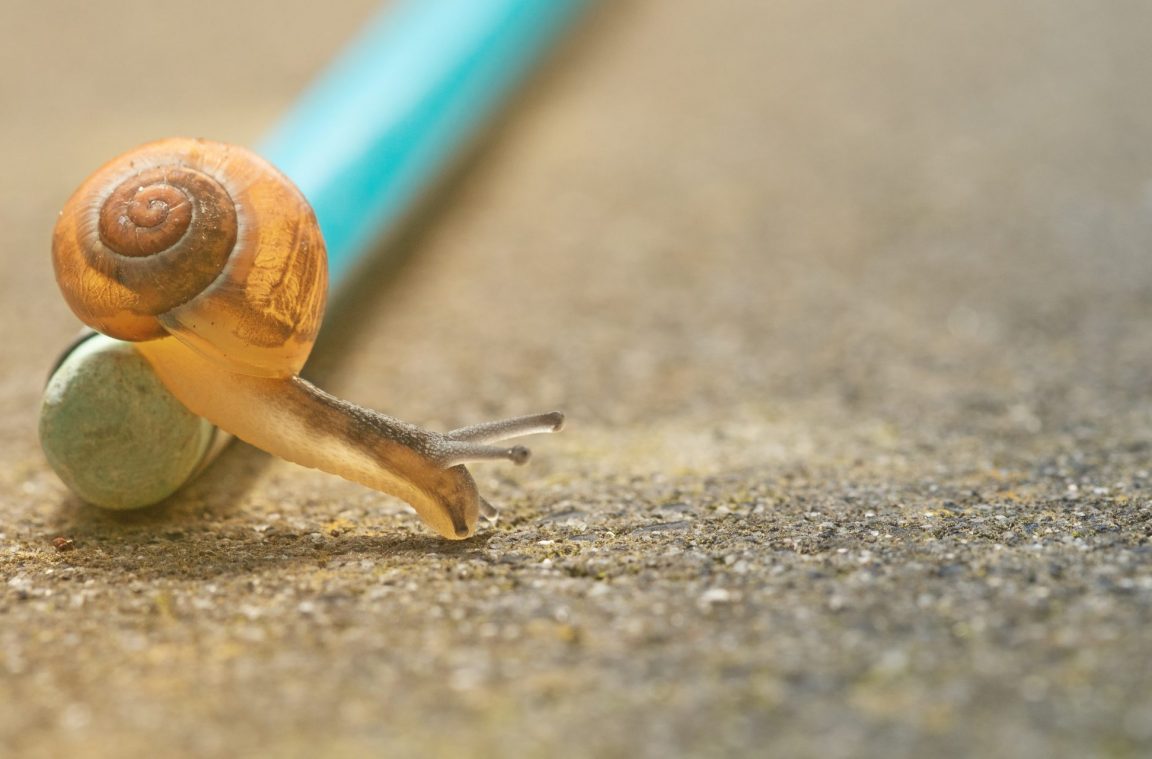 ¿Liderazgo ágil o Liderazgo lento? - HR Connect